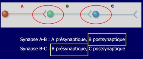 Cm4 La Transmission Synaptique Cartes Quizlet