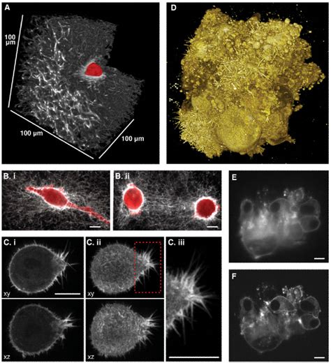 Figure 2 From Quantitative Multiscale Cell Imaging In Controlled 3d Microenvironments