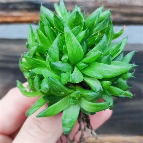 Сукуленти 🌱 Кашпо 🪴 Каміння декоративне 🪨 Грунт для сукулентів Succulents Magic • Instagram