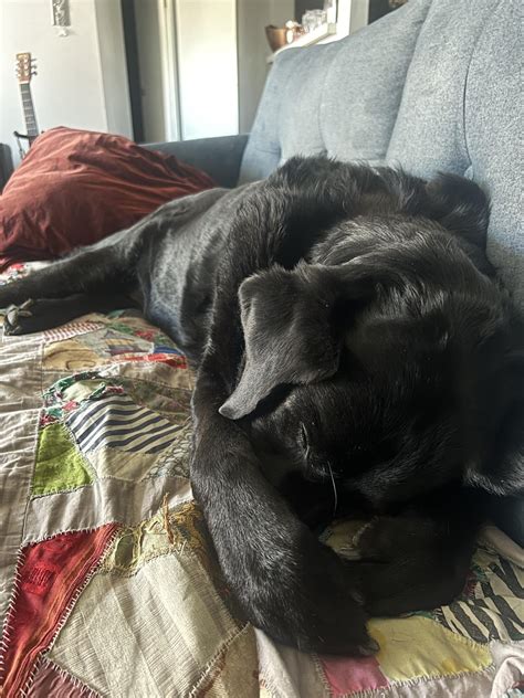 Diabetic Lab… Looking For Some Insight From Those Hi Have Already Gone Down This Path And To