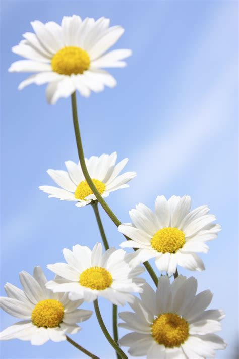 10 Nifty Things You Didnt Know About Daisies