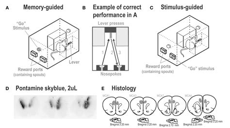 Figure 2 From Noradrenergic Control Of Error Perseveration In Medial Prefrontal Cortex