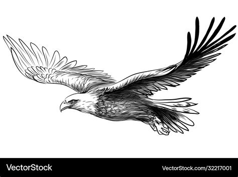 Bald Eagle Line Art At Natasha Groom Blog