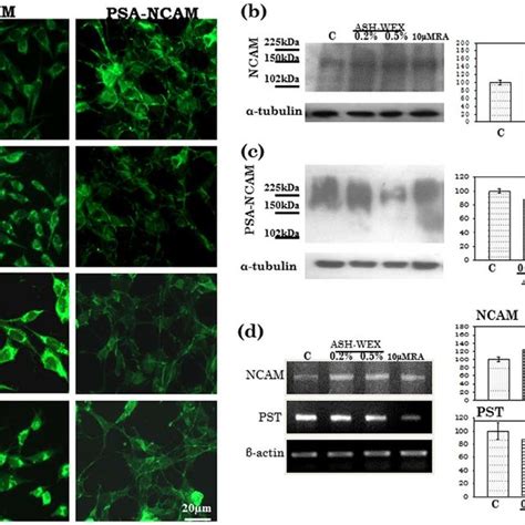Relative Intensity Measurement Of Immunofluorescence Is Shown As Download Scientific Diagram