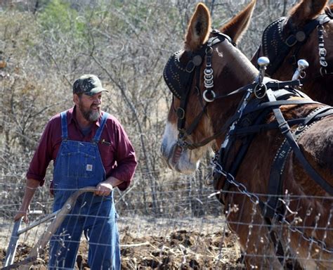 A Mule Logging Legacy The Mccreary County Voice