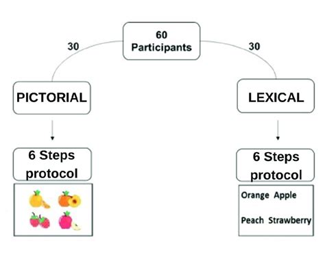 Scheme Of The Experimental Protocol Download Scientific Diagram