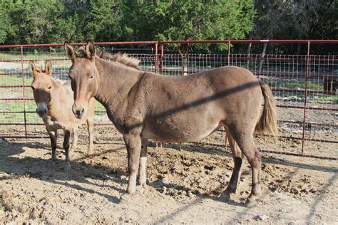 Adopt — Lost Meadows Mule Refuge