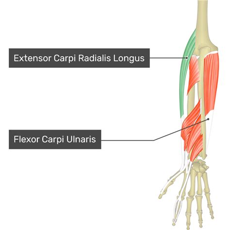 Muscle Palpation Extensor Carpi Radialis Longus Extensor 60 Off