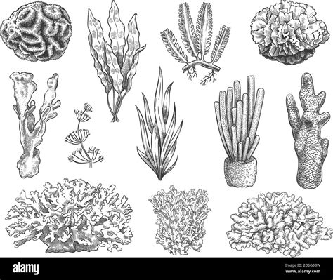 Algae Clipart Black And White Flower