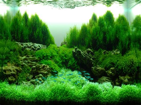 Download Aquarium Aquascaping Pictures