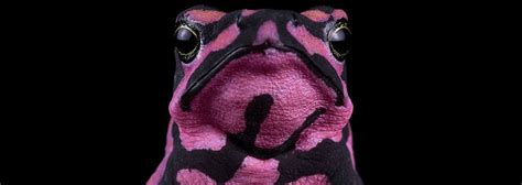 Multinational Task Force Aims To Save Colorful Rainforest Frogs