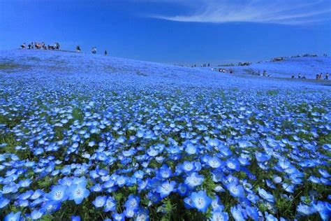 国営ひたち海浜公園の絶景ZEKKEI Japan 絶景 神秘的な場所 国営ひたち海浜公園