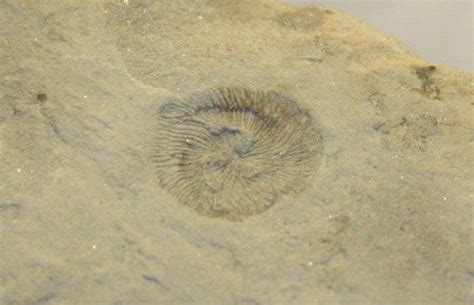 Why The Weird Ediacara Fauna Didnt Survive Earths First Known Mass