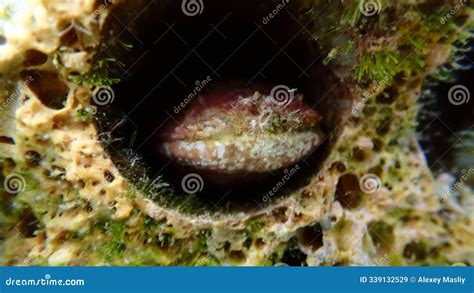 Bivalve Mollusc Maxima Clam Or Small Giant Clam Tridacna Maxima Undersea Red Sea Royalty Free