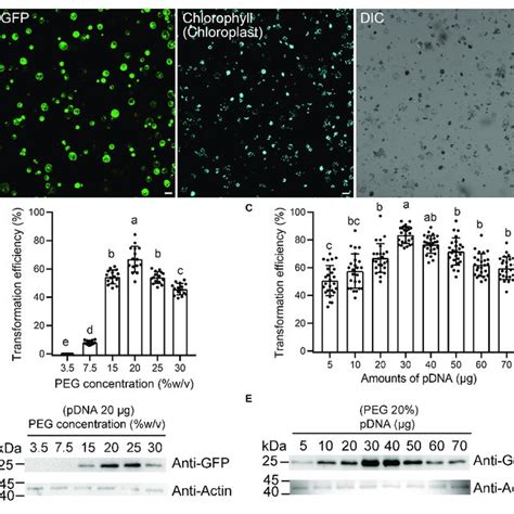 Optimization Of Moso Bamboo Protoplast Transient Expression System Download Scientific