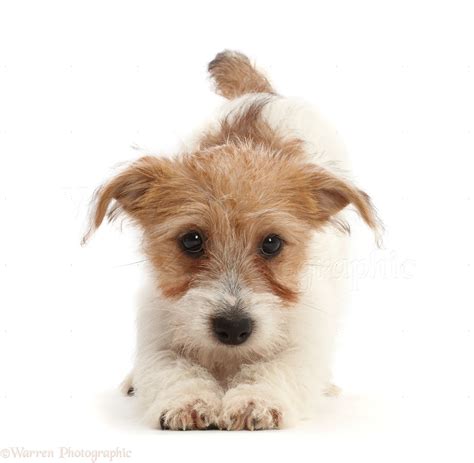 Dog Tan And White Jack Russell Terrier Puppy In Play Bow Photo Wp50329