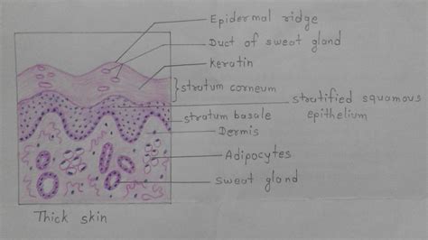 Skin Histology Diagram