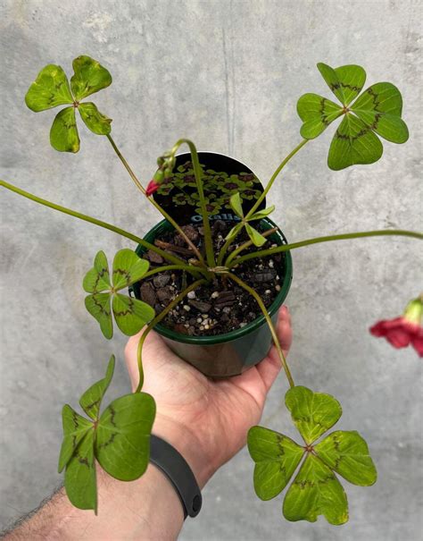 Oxalis Tetraphylla Iron Cross Gippsland Indoor Plants