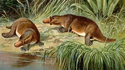 Paleogene Fauna