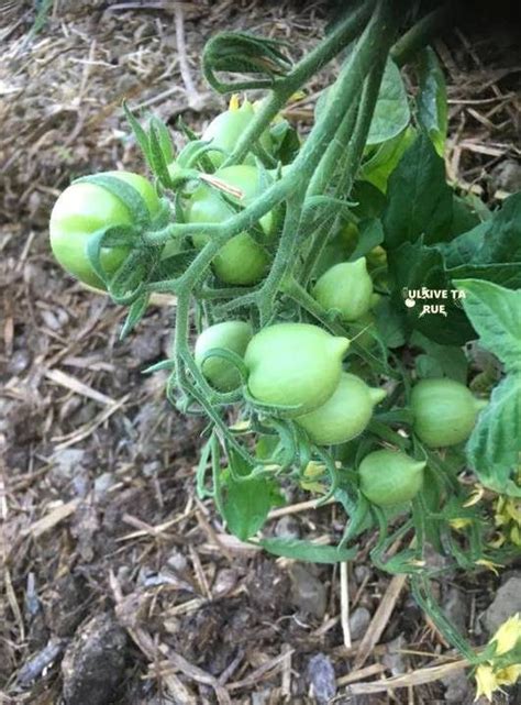 Anna Hermann Cultive Ta Rue