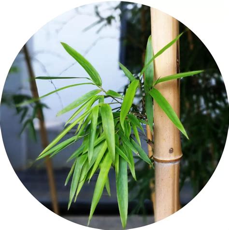 板桥墨竹二十一品 郑燮