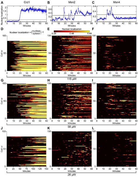 Nucleocytoplasmic Localization Responses Of Crz1p Msn2p And Msn4p Download Scientific Diagram