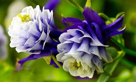 Самые неприхотливые цветы для тенистых мест в саду Gardenlife Дзен