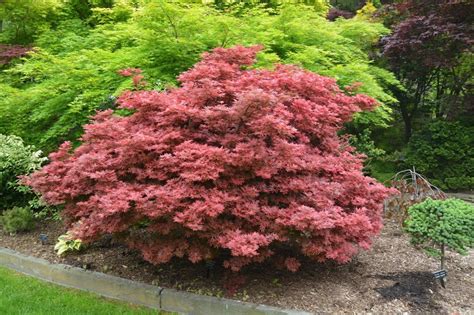 Acer pal. Ara-tama / Xin zhu ОКС ( голый корень ) купить, отзывы, фото ...