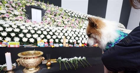 “얼마나 그리울까”…참사로 가족 잃은 반려견 푸딩이 마지막 인사