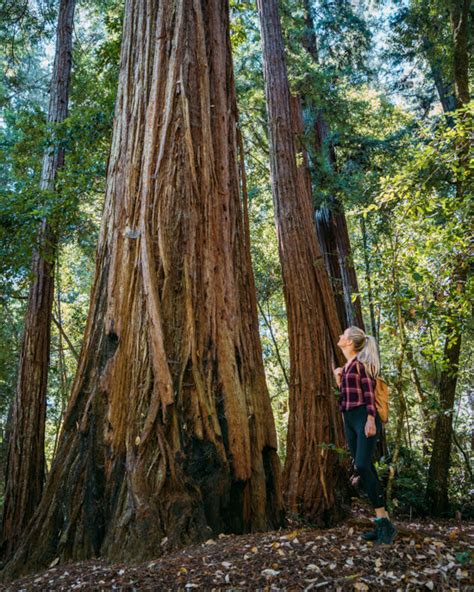 15 Amazing Redwood Hikes Near Santa Cruz California Wanderland