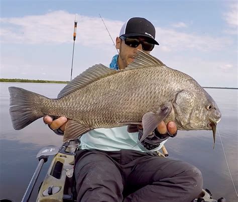 Do Black Drum Bite At Night