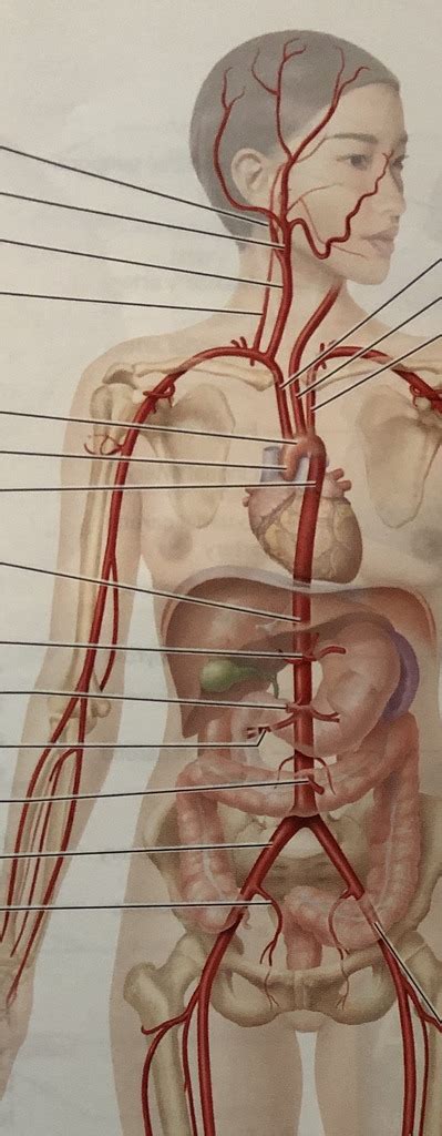 Major Systemic Arteries Diagram Quizlet