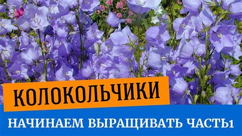 🌱Начинаем выращивать колокольчики. Посев колокольчиков на рассаду🌱 ...