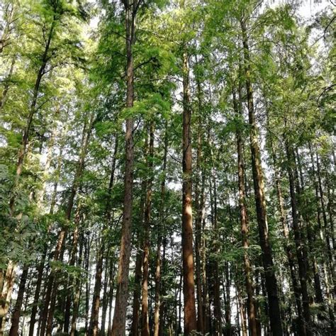 华中地区立体绿化垂直绿化植物苗木表整理资料湖北