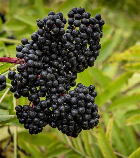 Buy Elderberry Plants Elderberry Bush For Sale — Raintree Nursery