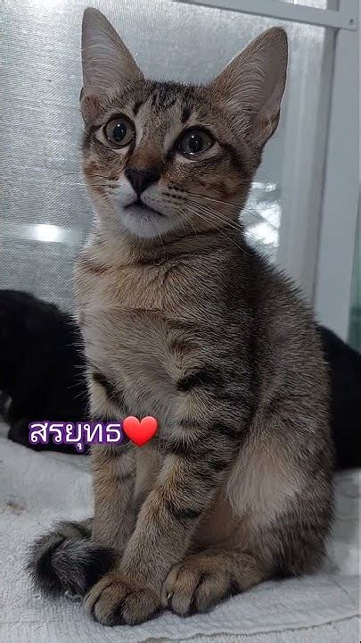 ความน่ารักของ สรยุทธ ️ Youtube