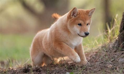 厳選超かわいい柴犬の子犬の画像20選 ETweb