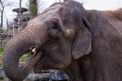 코끼리 속이다 자연 Pixabay의 무료 사진 Pixabay