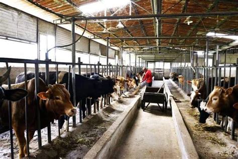 圈养牛的牛栏建设图 简易牛栏建设图片 农村最简单的牛栏图片 大山谷图库