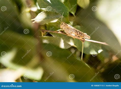 grasshopper on the branches of a tree stock image image of outdoor