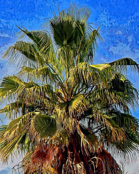 Shaggy Tree Photograph By Andrew Lawrence Pixels