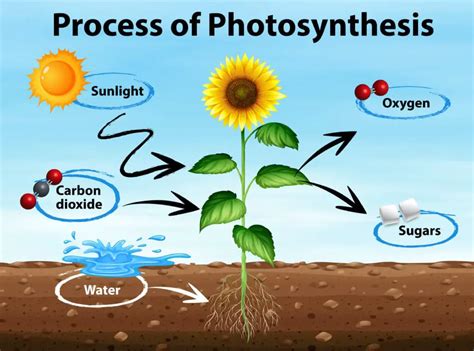 Photosynthesis Definition Steps Equation Process Diagram