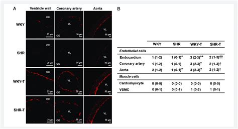 Endothelial Bdnf Staining Is Dependent On Endothelial Function A Download Scientific Diagram