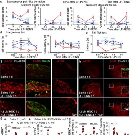 Intrathecal 2r 6r Hnk Exerts Delayed Antinociceptive Effects On Download Scientific Diagram