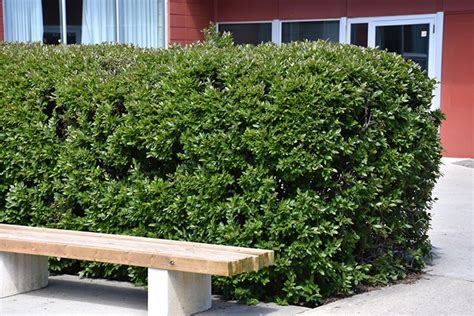 Hedge Cotoneaster Cotoneaster Lucidus At The Growing Place Jardines
