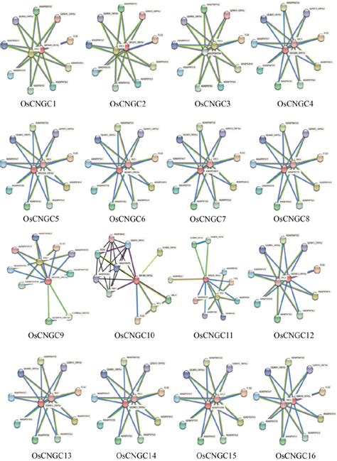 Functional Interaction Network Of The 16 Oscngc Genes The Network