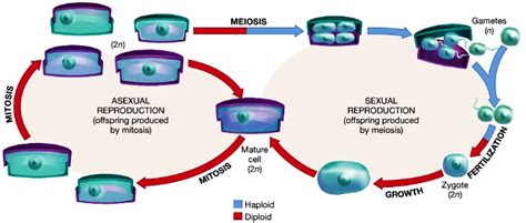 Protist Diagram Gcse
