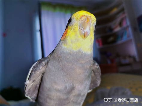 作为新手玄凤雏鸟如何喂养 知乎