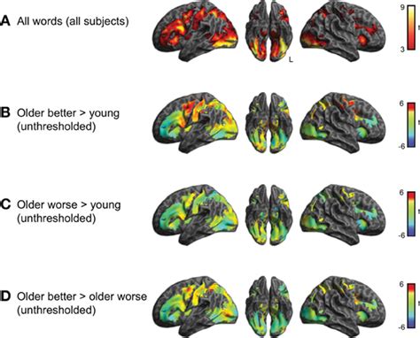 A Brain Activity Associated With Semantic Task For Young And Older Download Scientific Diagram