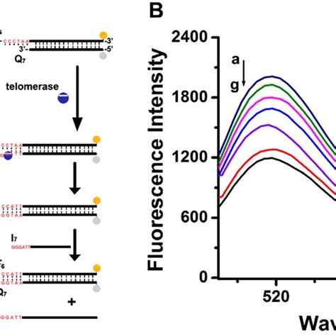 General Scheme Of The Exo Iii Controlled Toehold Based Dna Strand Download Scientific Diagram